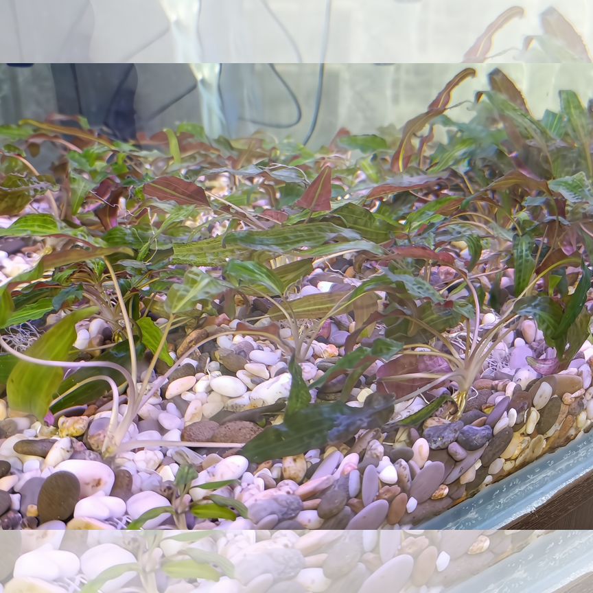 Криптокорина