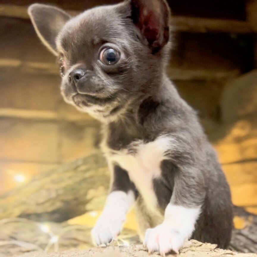 Щенки чихуахуа