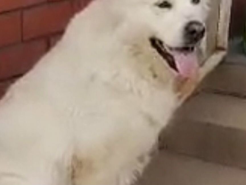 Швейцарская овчарка, - Северо- кавказская овчарка