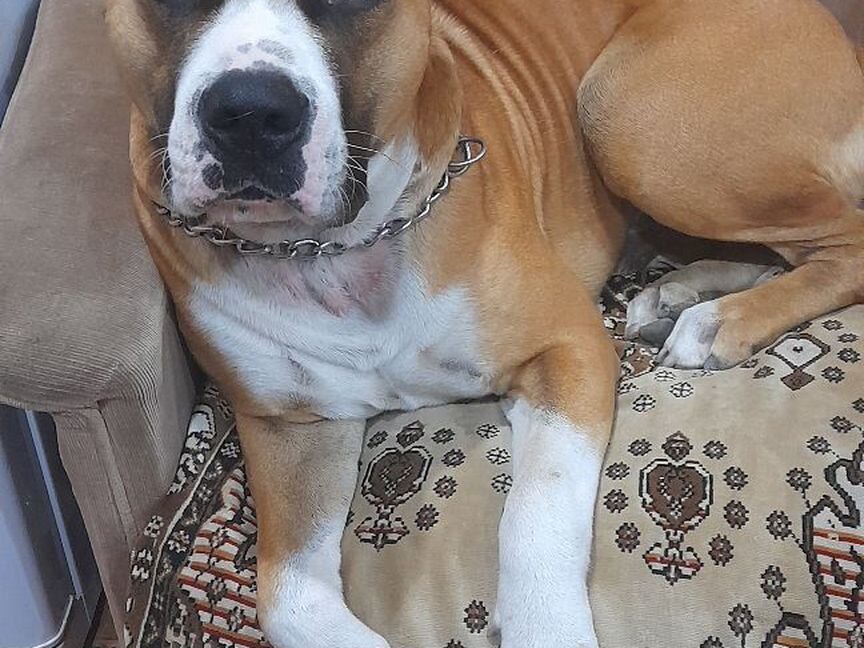 Стаффордширский терьер ищет даму сердца