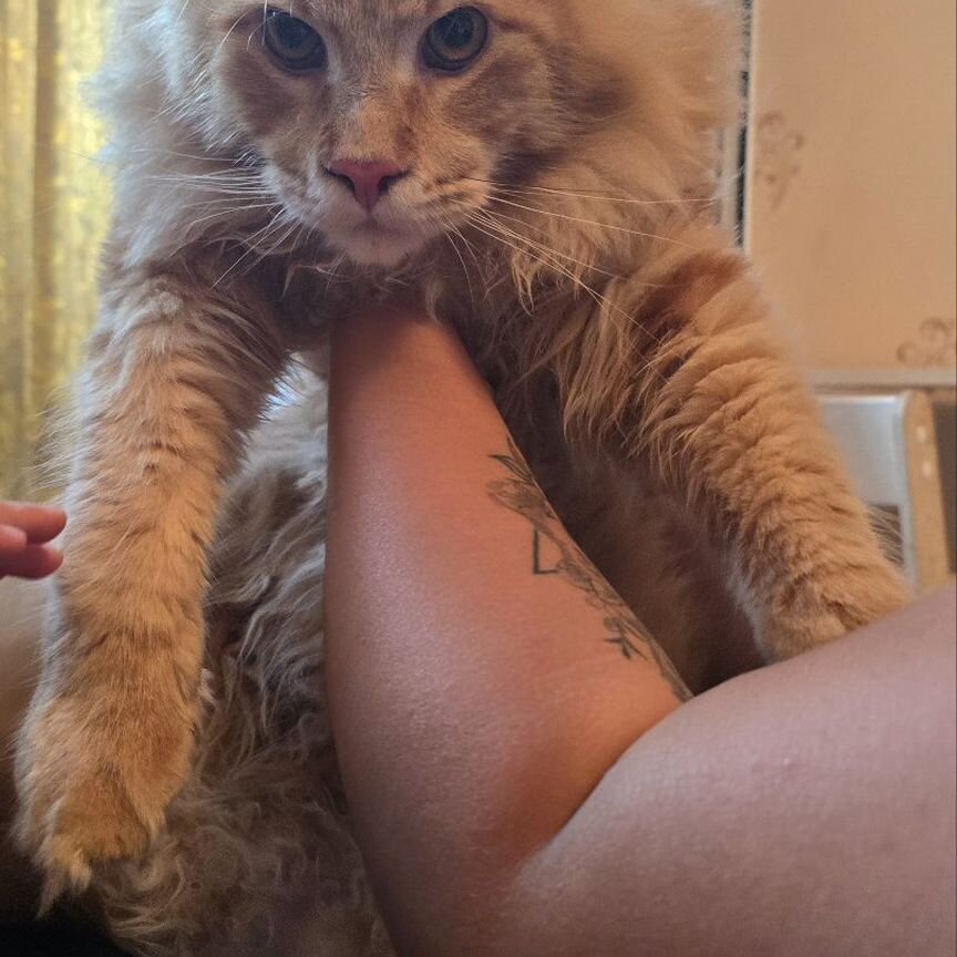 Котёнок Мейн-Кун