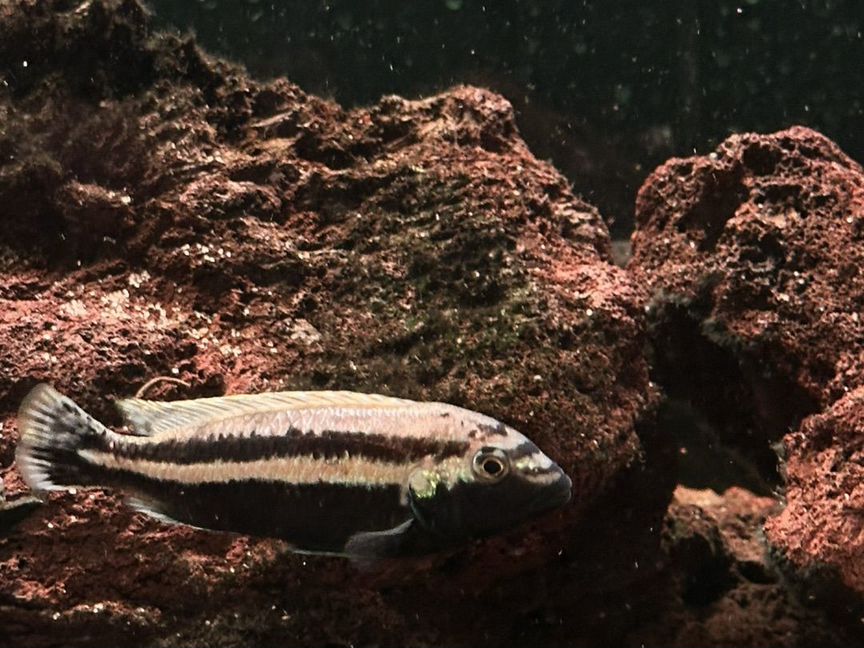 Меланохромис ауратус самцы