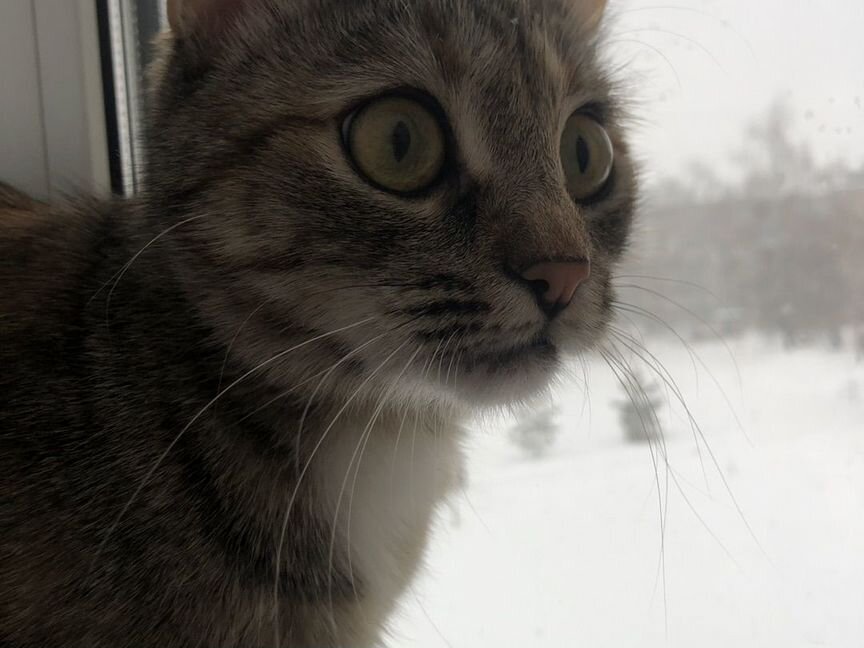 Кошечка в добрые руки