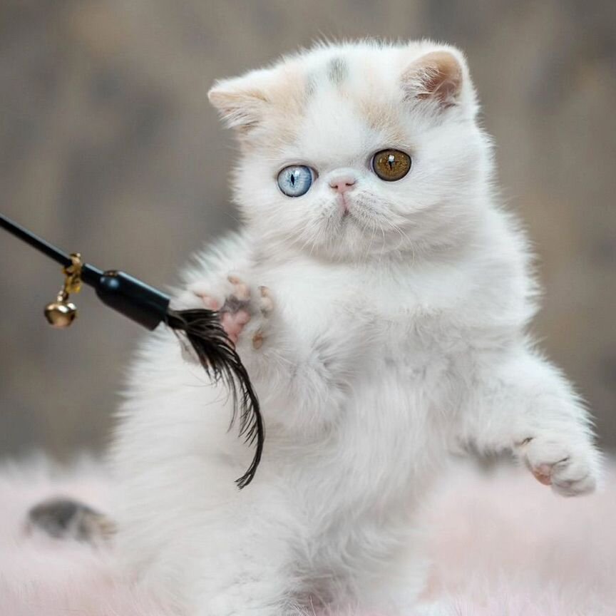 Экзотический короткошёрстный котёнок