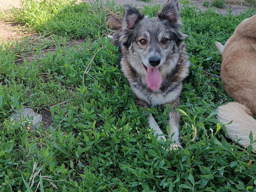 Жизненная собачка Шиша