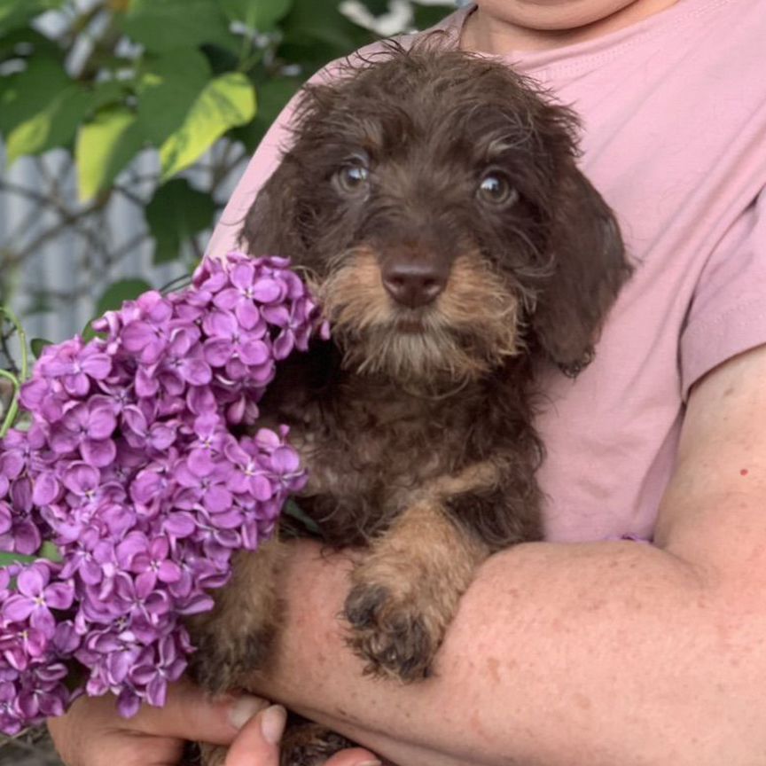 Жесткошерстные мини таксики ждут свои семьи