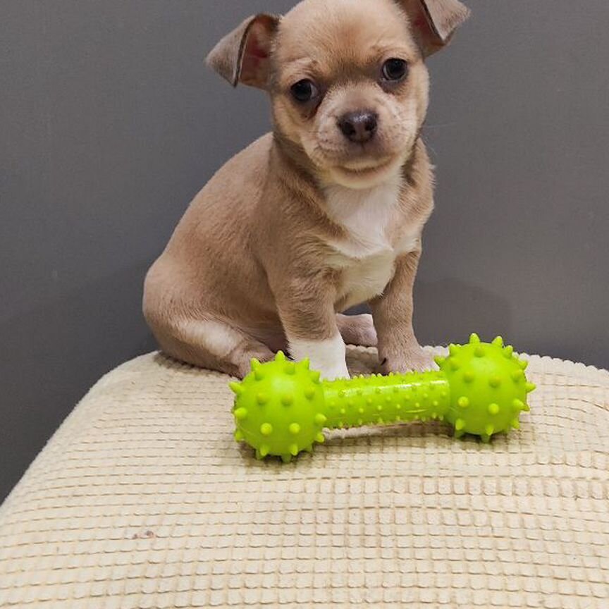 Щенкок чихуахуа мальчик