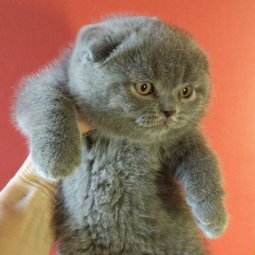 Шотландские котята