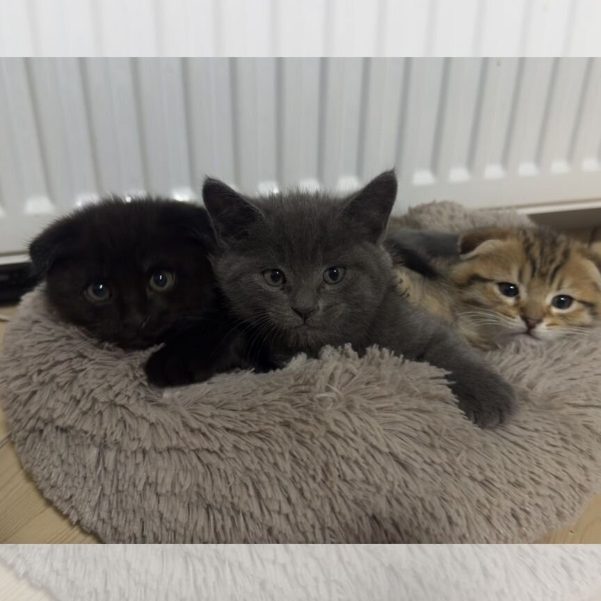 Мейн-кун котёнок