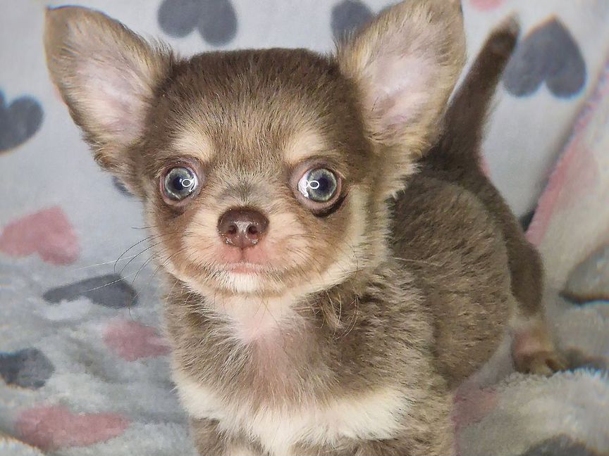 Лиловый длинношерстный мальчик чихуахуа