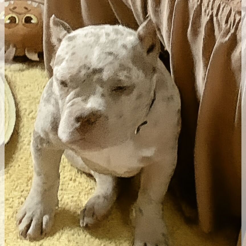 Американский булли, щенок