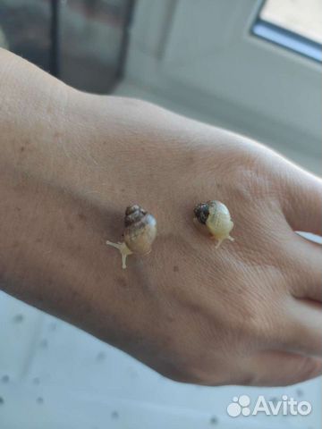 Улитки ахатины альбиносы детки