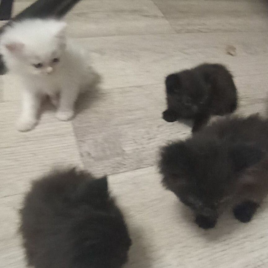 Котята в добрые руки бесплатно