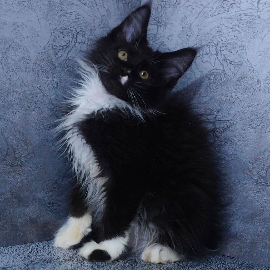 Мейн-кун котёнок