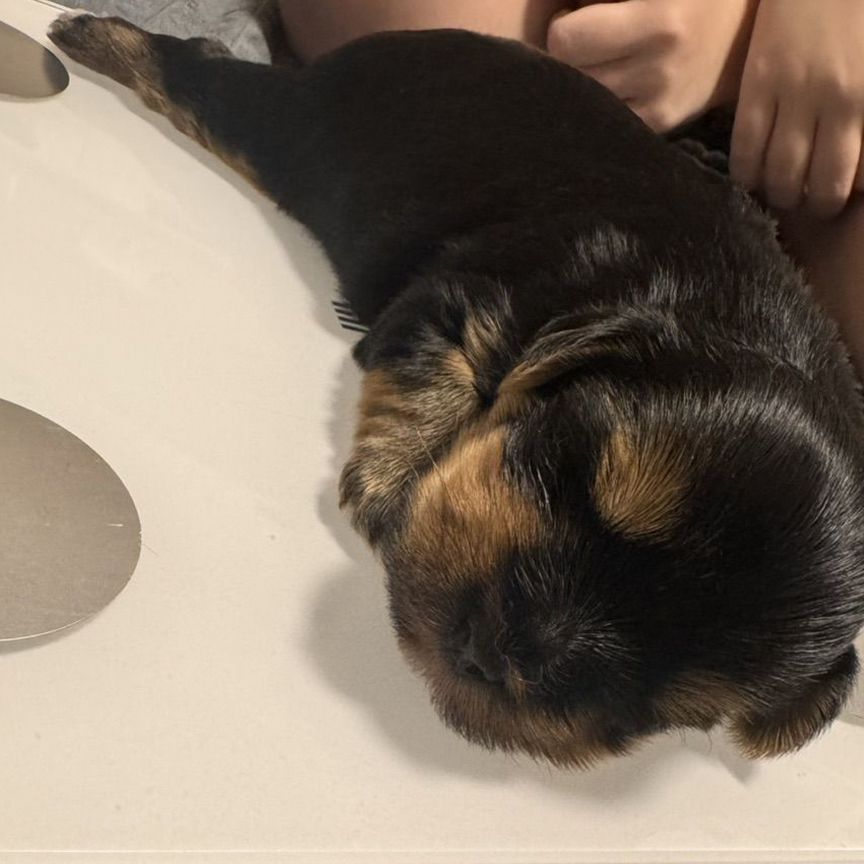 Йоркширский терьер, щенок