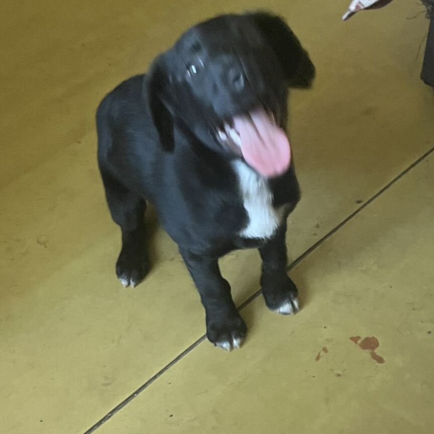 Щенок в добрые руки