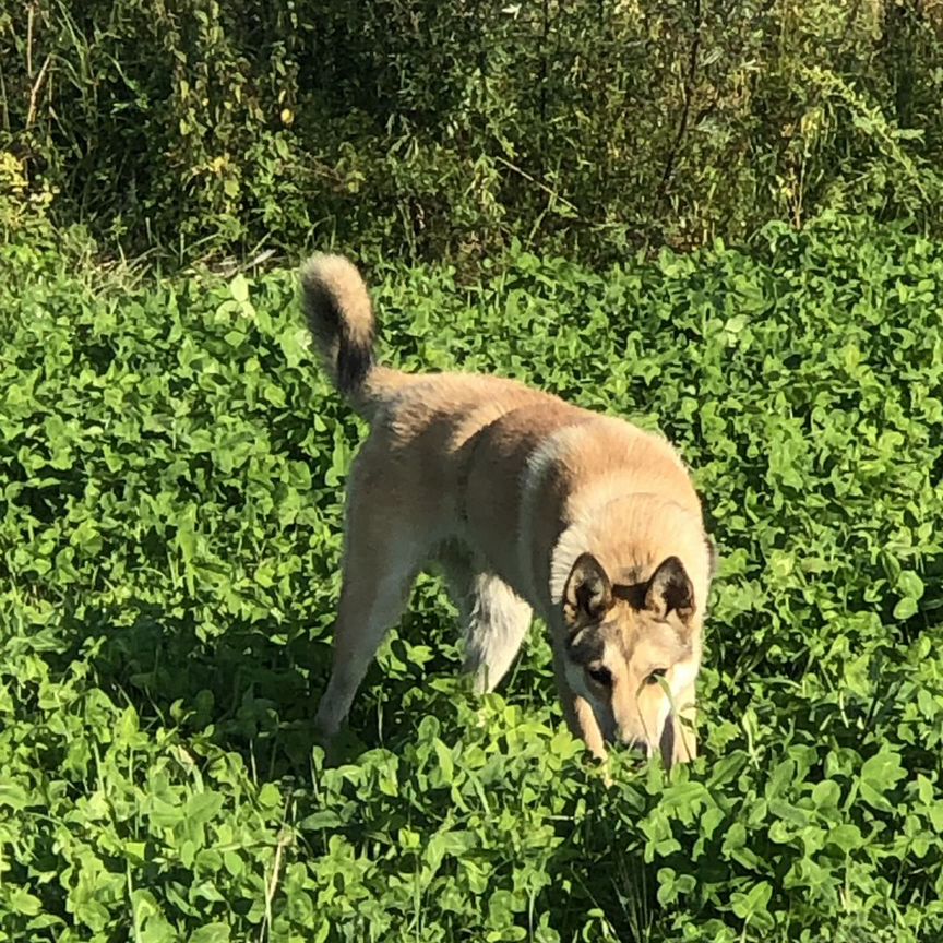 Отдам бесплатно собаку