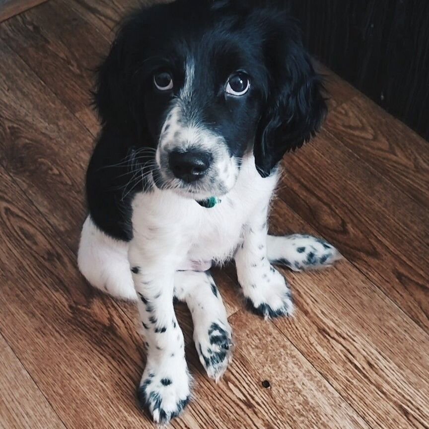 Русский охотничий спаниель, щенок