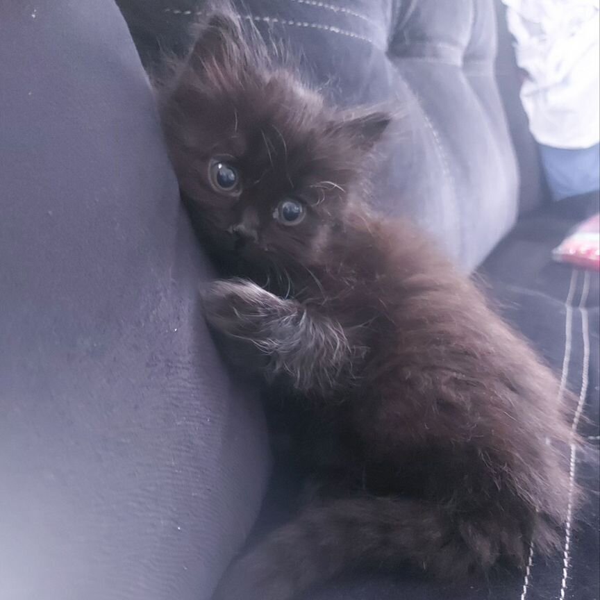 Котята в добрые руки бесплатно