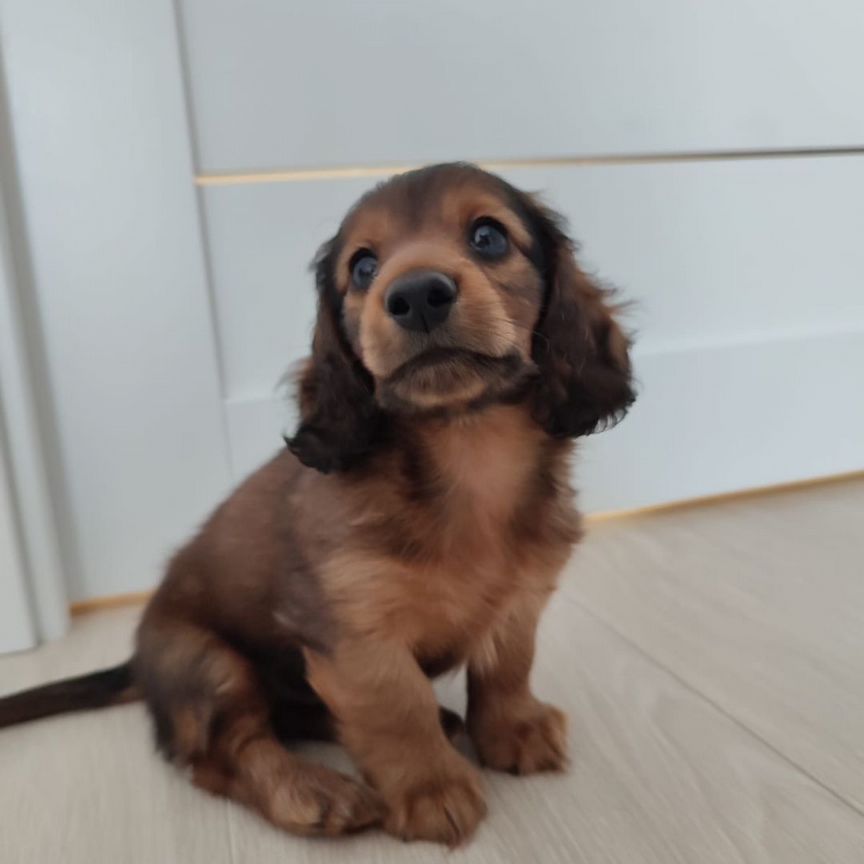 Длинношерстная такса