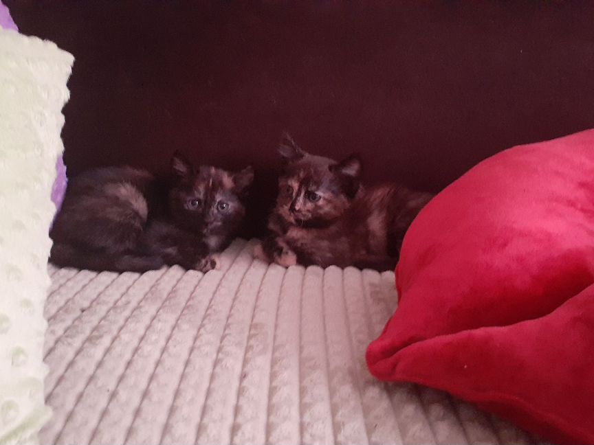 Малышки ищут дом