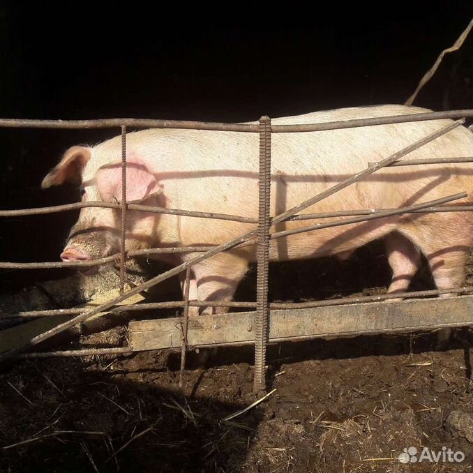 Хряк ландрас+см