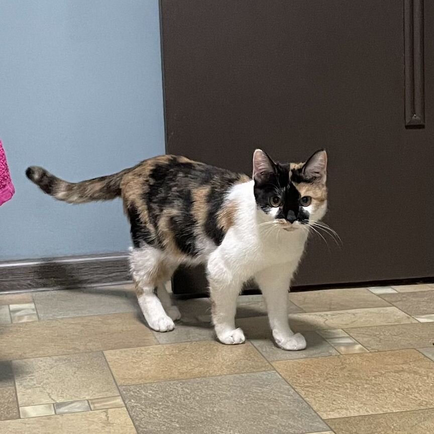 Котёнок девочка