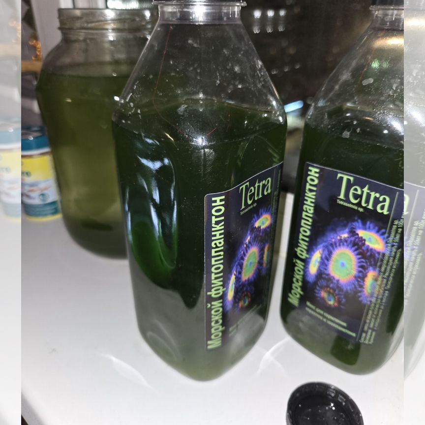 Тетраселмис (собственного разведения)