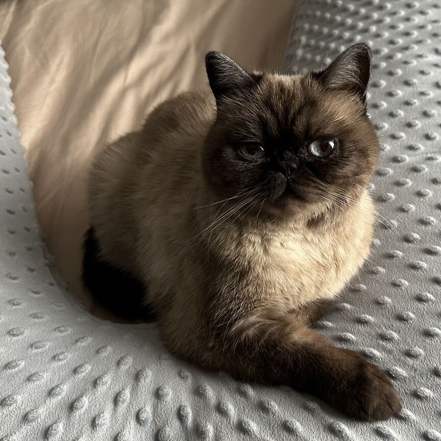 Экзотическая короткошёрстная, взрослая кошка