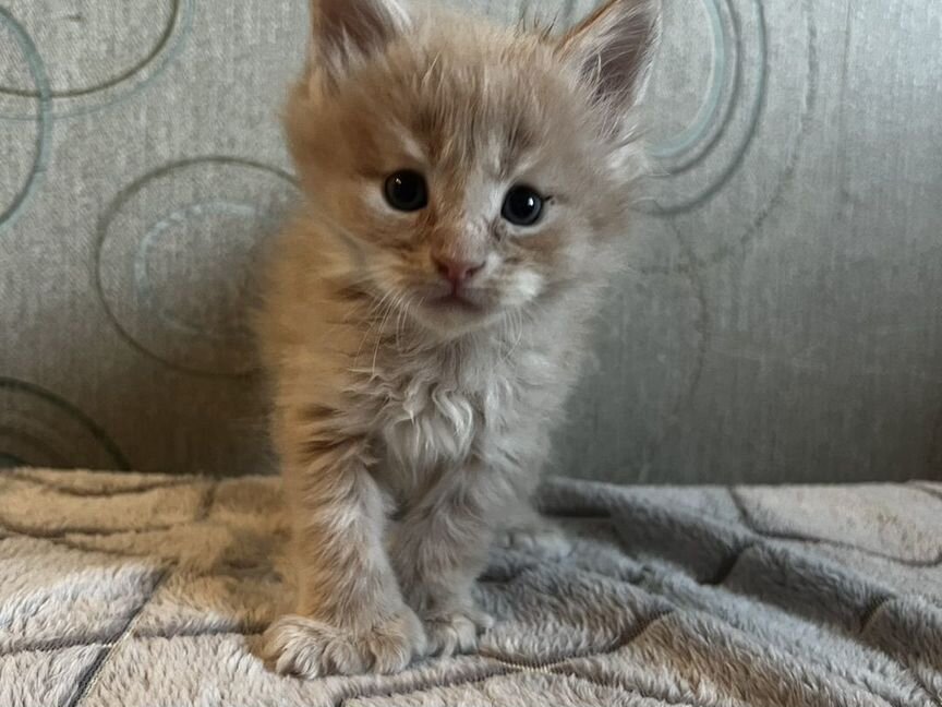 Котята мейн-кун полидакт и классика