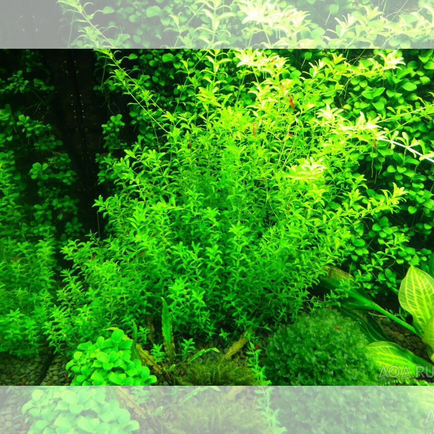 Прополка аквариумных растений