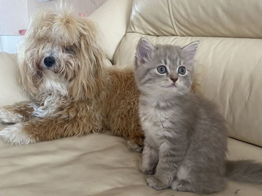 Красивый шотландский котенок
