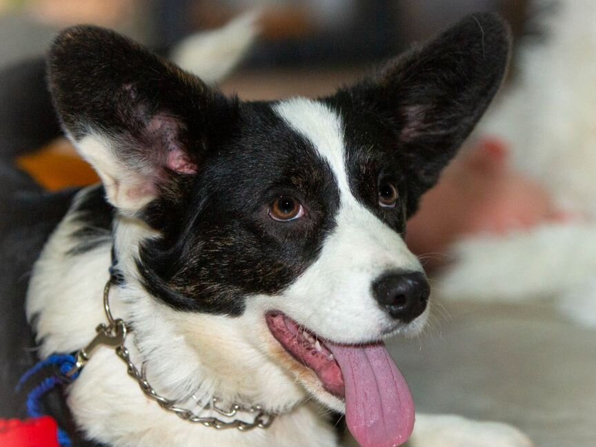 Щенки Вельш корги