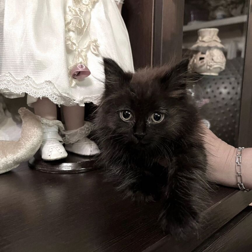 Отдам котенка в добрые руки