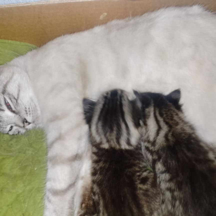 Шотландские котята