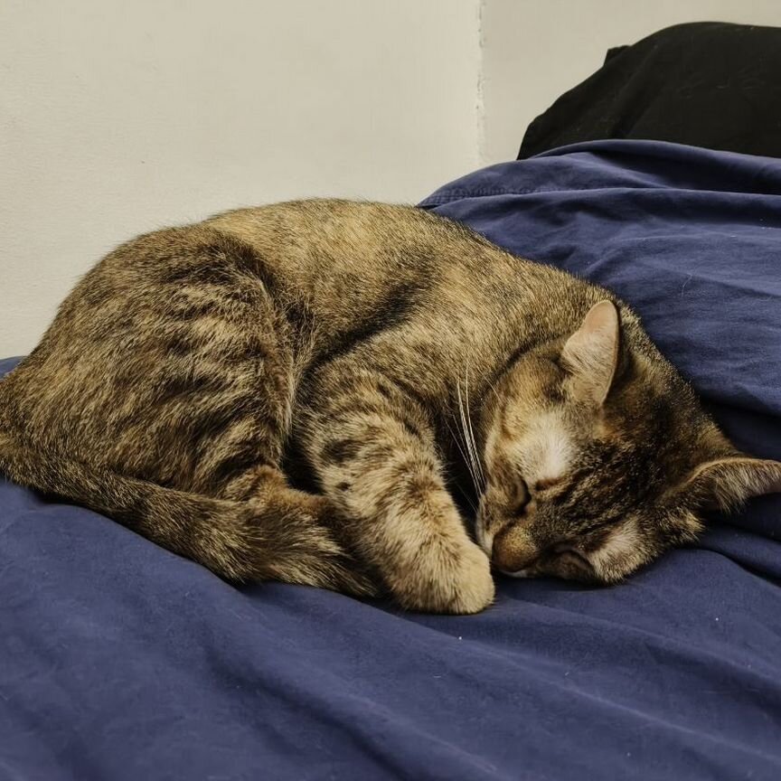 Взрослая, кошка в добрые руки