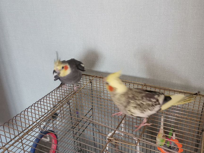 Попугаи кареллы с клеткой и кормом