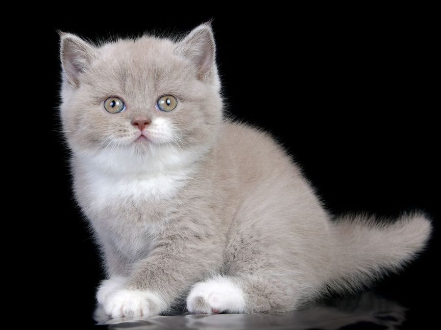 Британская лиловая плюшечка