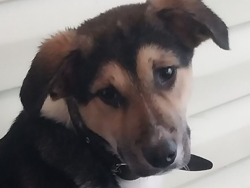 Бублик в отчаянии