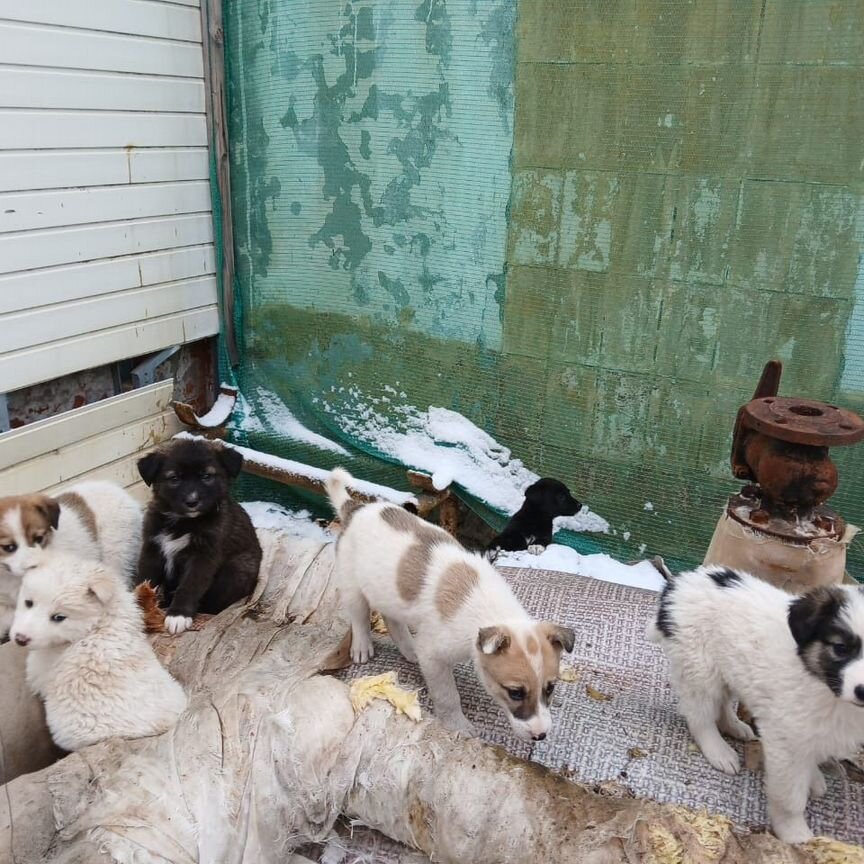 Вудесные малыши спасены, ждут хозяев