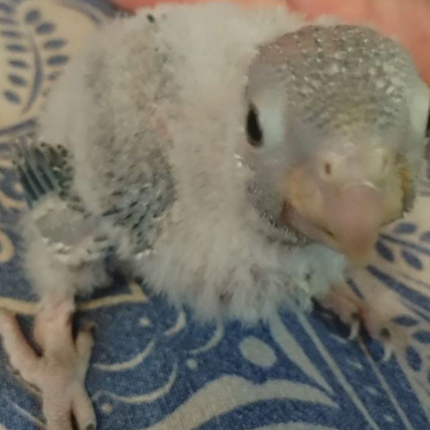 Попугай пиррура птенец