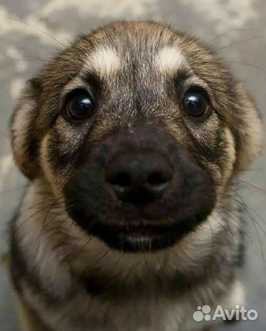 Самые милые щенятки из приюта ищут семью