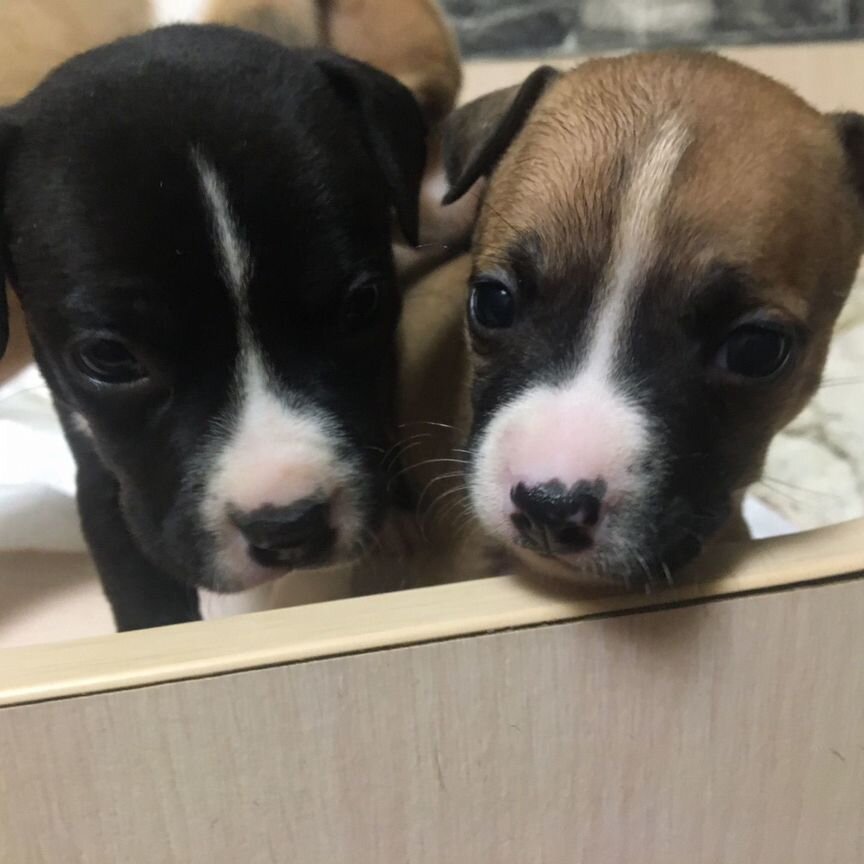 Продам щенков