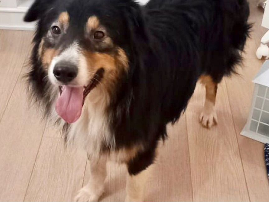 Собака маленькая порода в добрые руки бесплатно