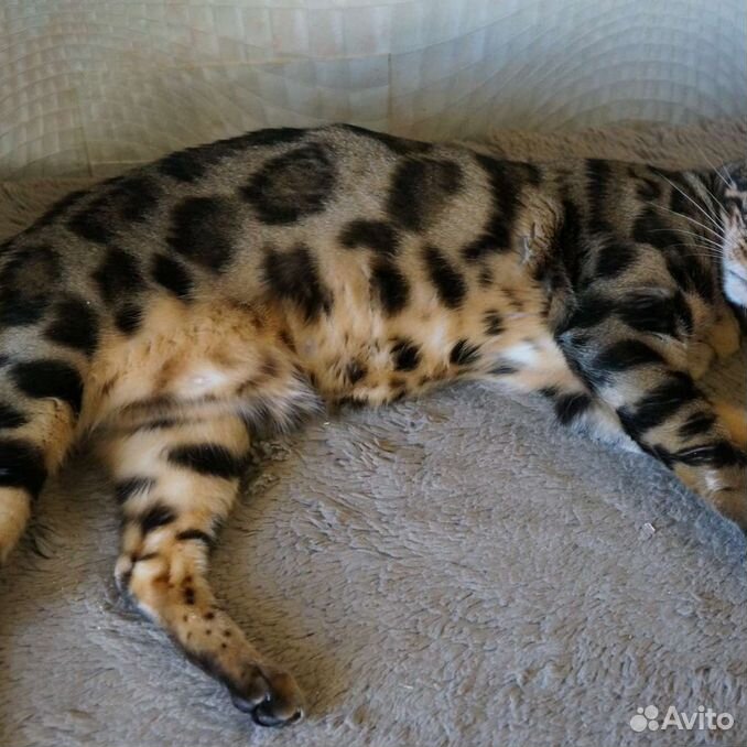 Очень красивая и ласковая бенгальская кошечка