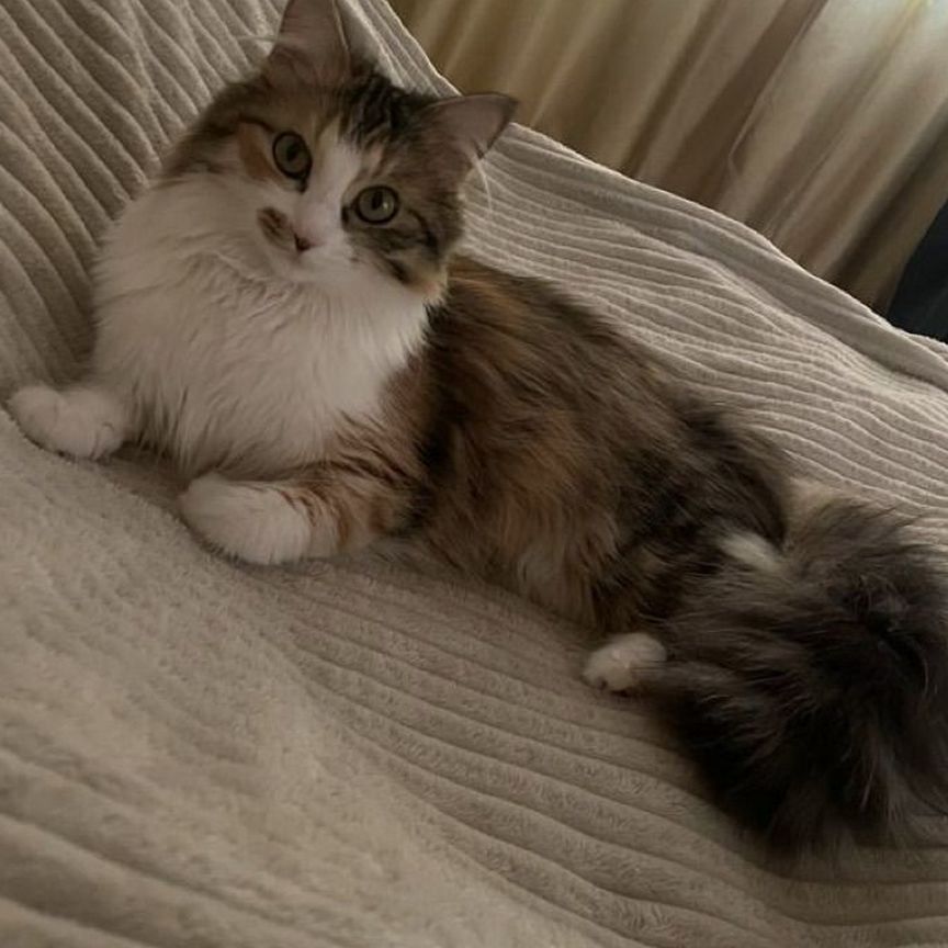 Кошка ищет кота для вязки