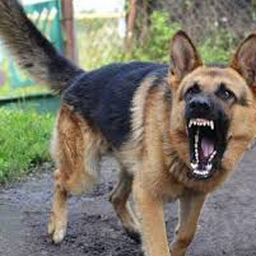 Немецкая овчарка, щенок