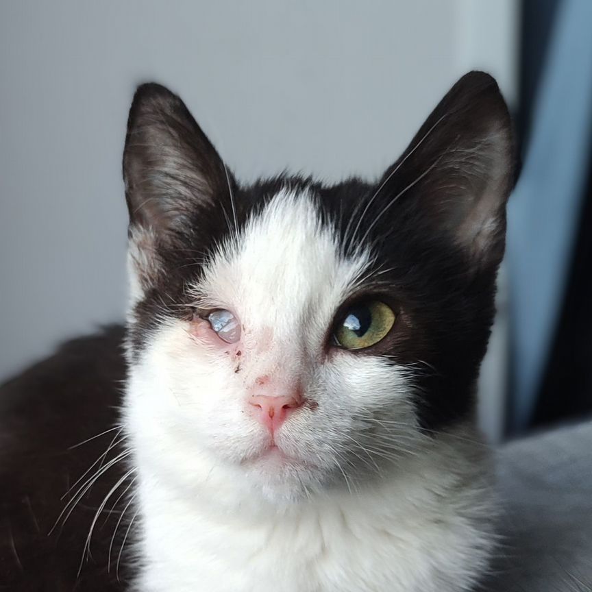 Котенок инвалид
