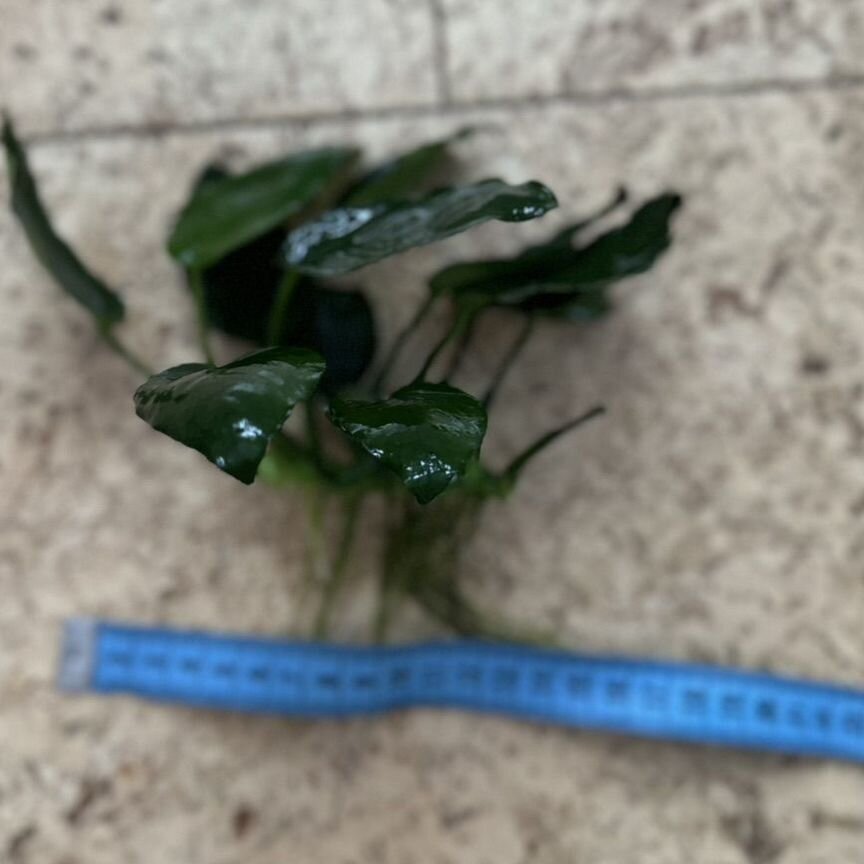 Аквариумное растение