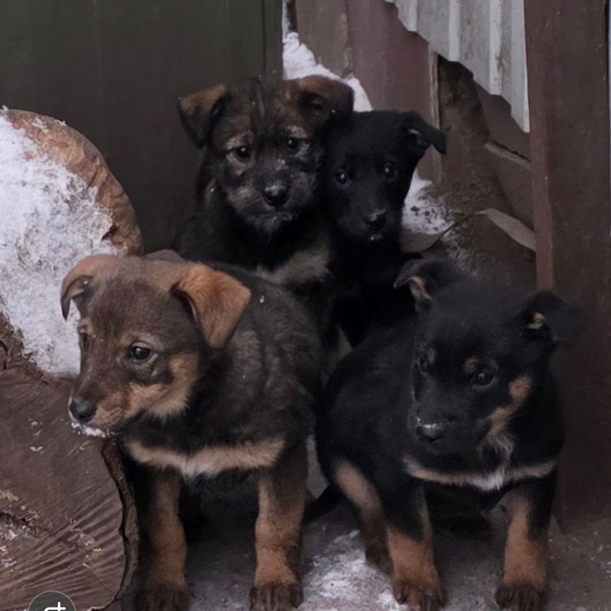 Щенок в добрые руки